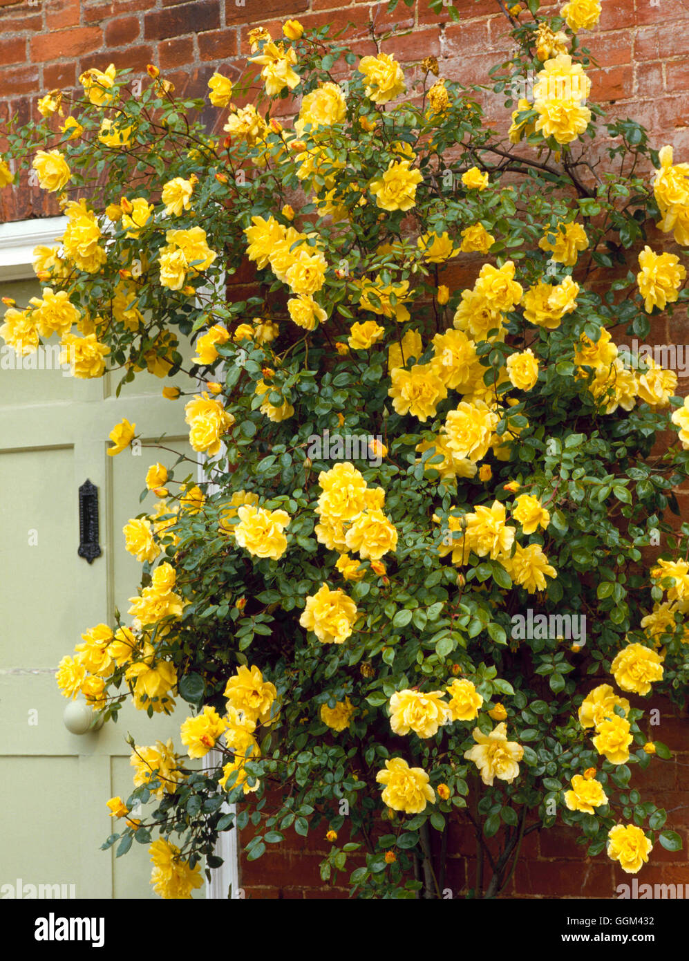 Golden showers climbing rose hi-res stock photography and images - Alamy